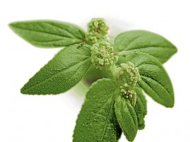 What we can do to fight dengue | Inquirer Opinion