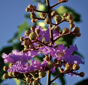 Greening with native trees | Inquirer Opinion