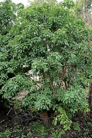 Putat | Inquirer Opinion