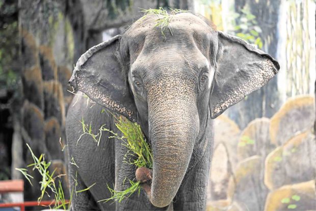 Appeal to Manila Zoo: Relocate Mali to elephant sanctuary | Inquirer ...