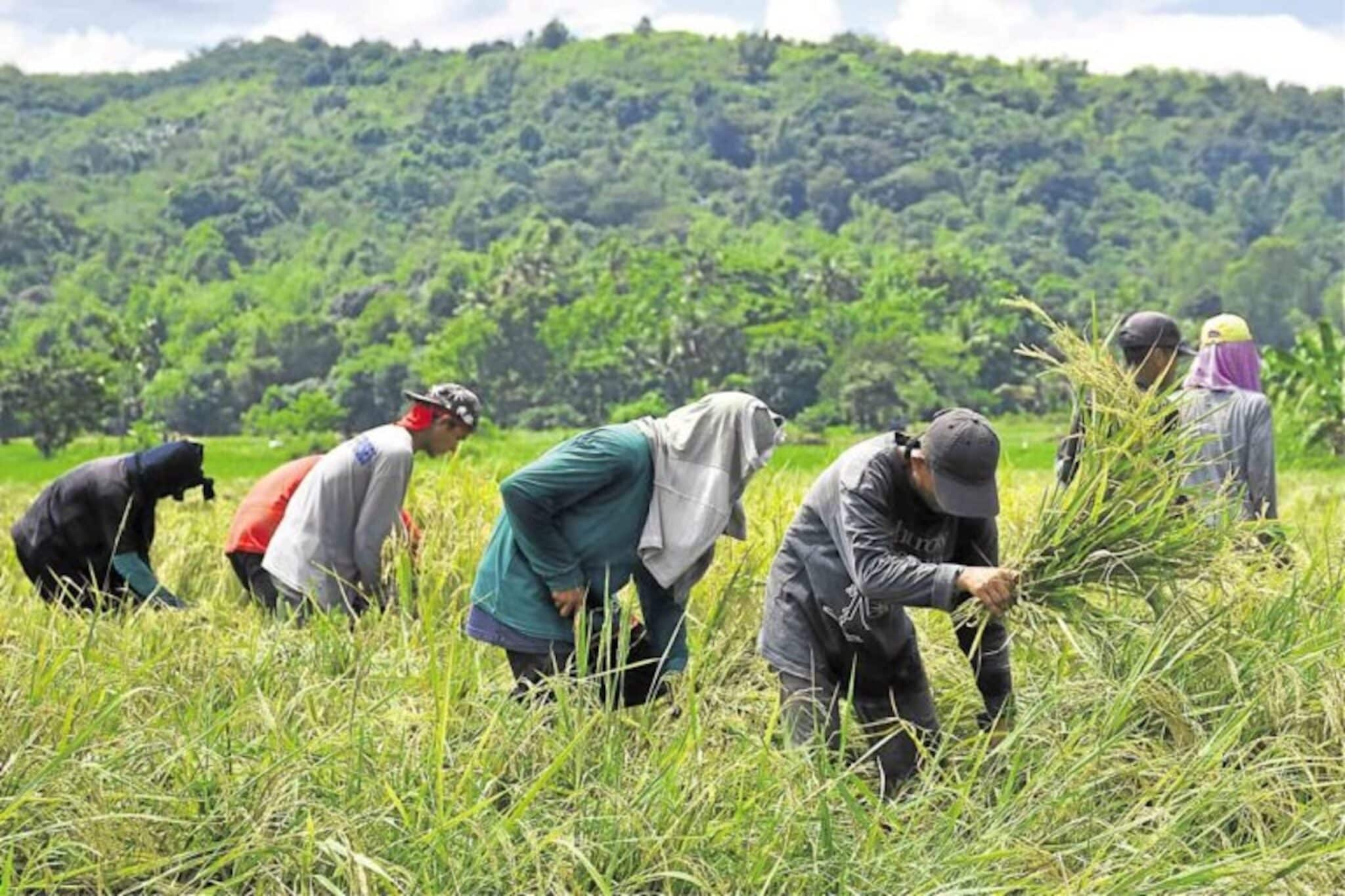 EO 100 and the future of palay pricing